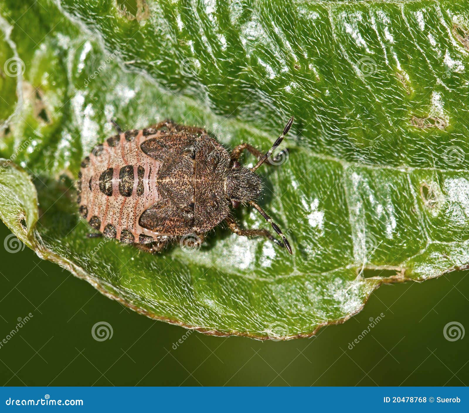 Sloe Bug stock photo. Image of wild, wildlife, sussex - 20478768