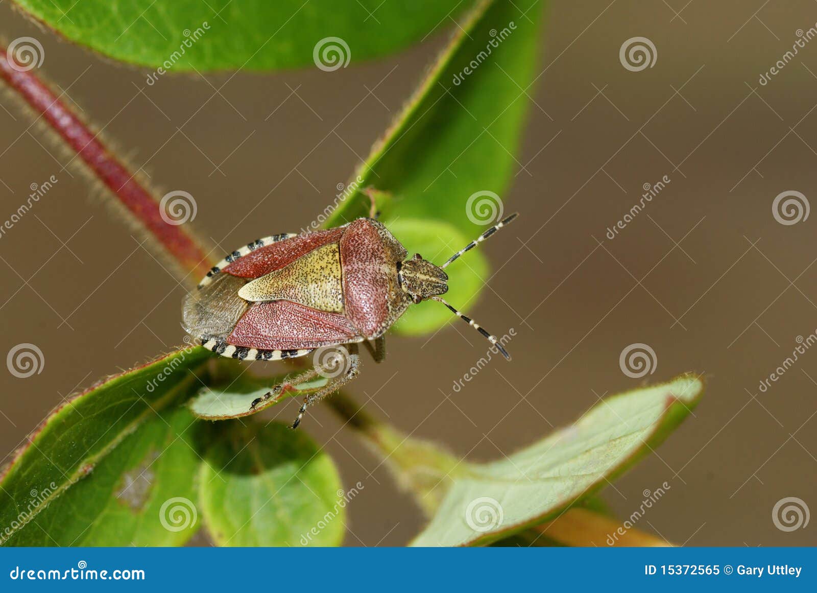 Sloe Bug , Dolycoris Baccarum Stock Image - Image of sloe, live: 15372565