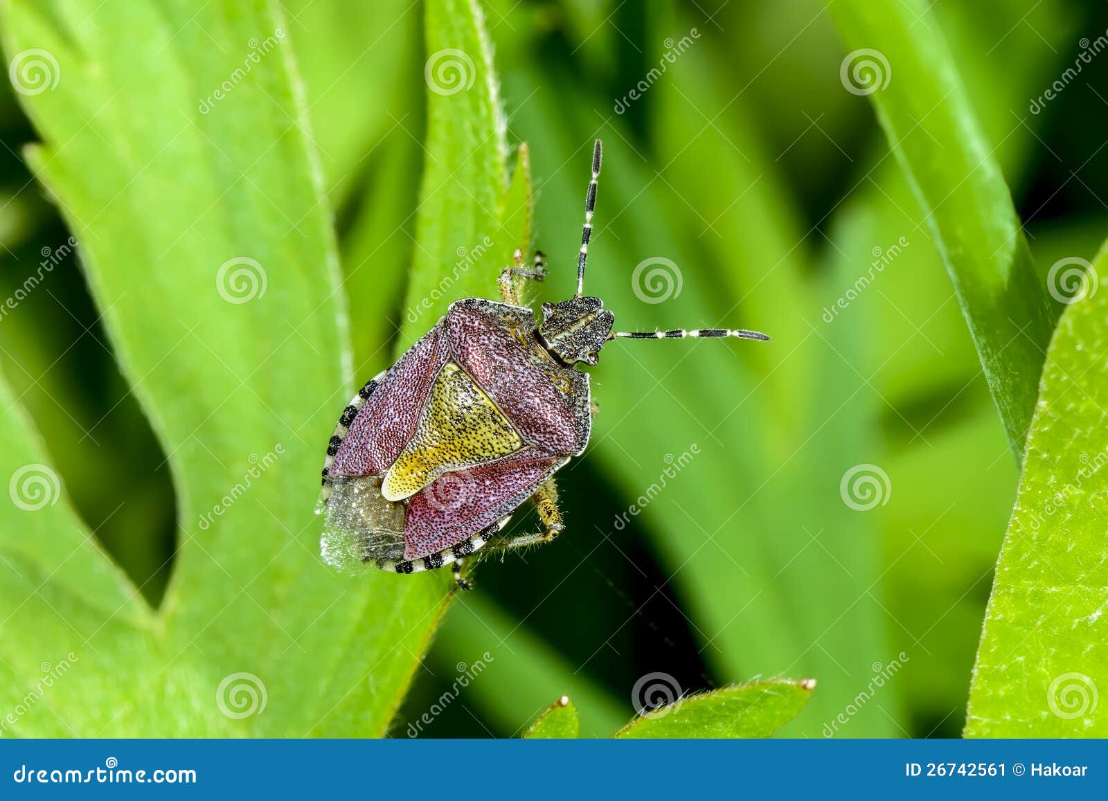 Sloe Bug, Dolycoris Baccarum Stock Image - Image of nature, pose: 26742561