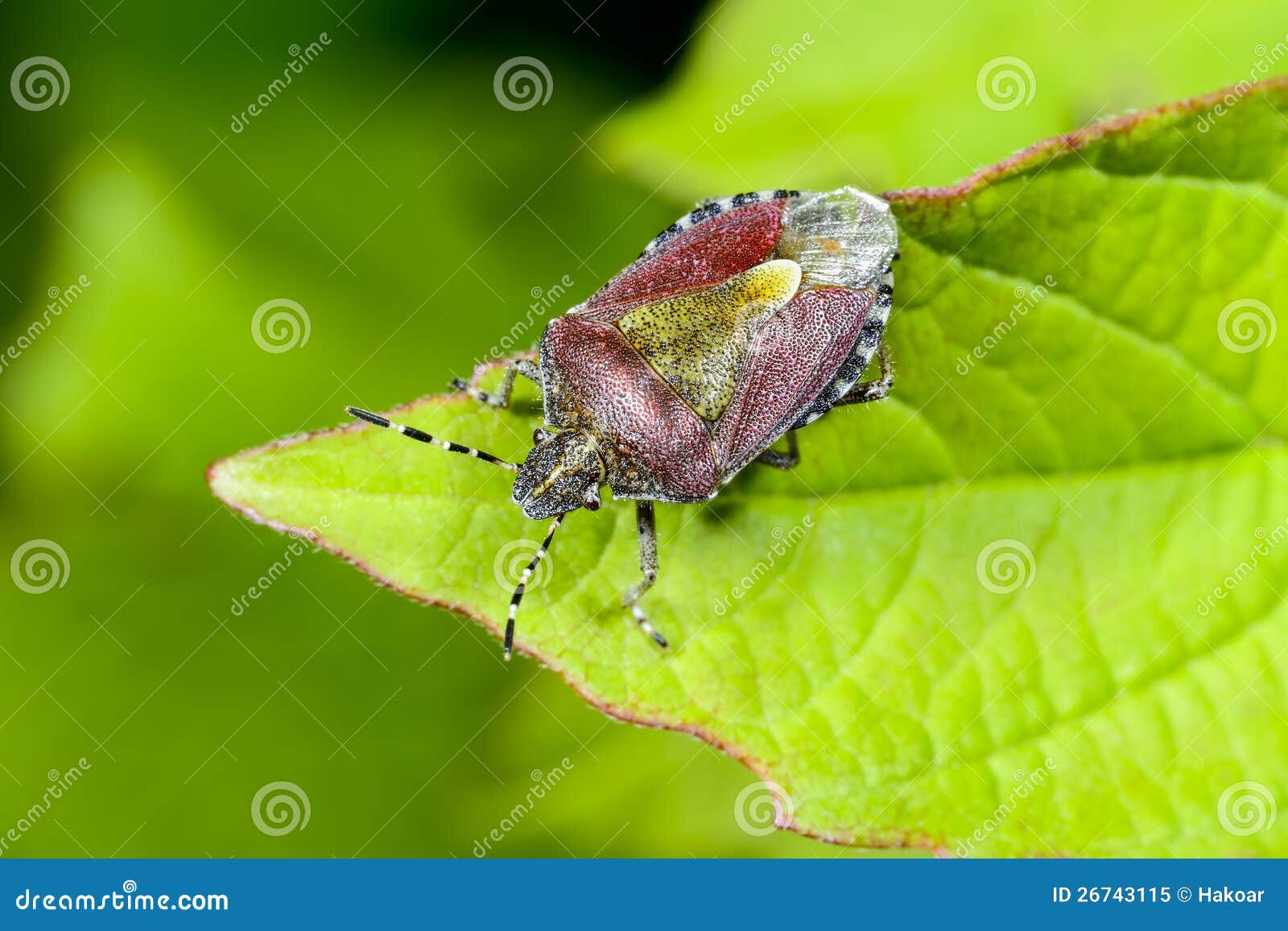 Sloe Bug, Dolycoris Baccarum Stock Image - Image of stare, antennae ...