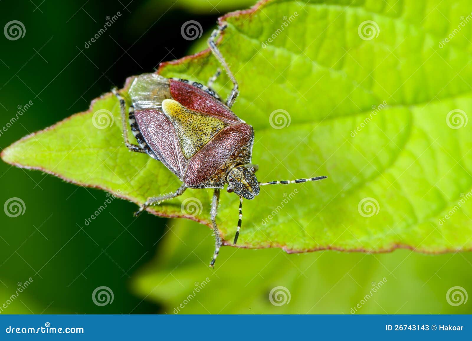 Sloe Bug, Dolycoris Baccarum Stock Image - Image of dolycoris, looking ...