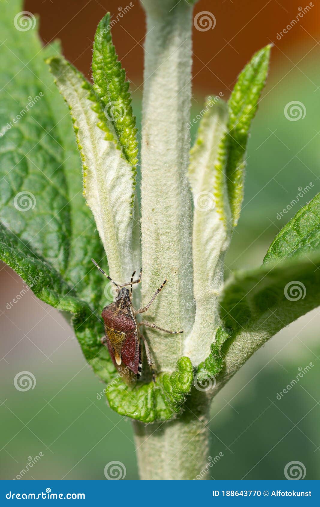 Dolycoris Baccarum, The Sloe Bug, Is A Species Of Shield Bug In The ...