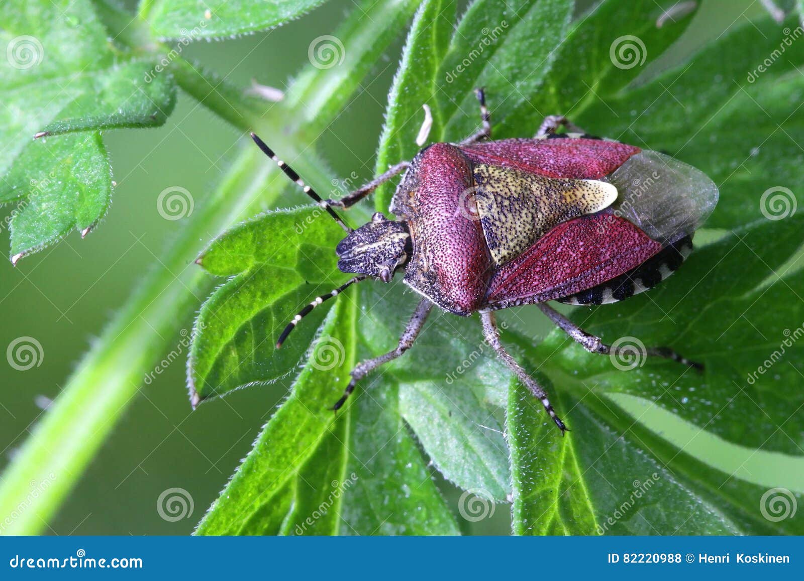 Sloe Bug, Dolycoris Baccarum Stock Photo - Image of pentatomidae ...