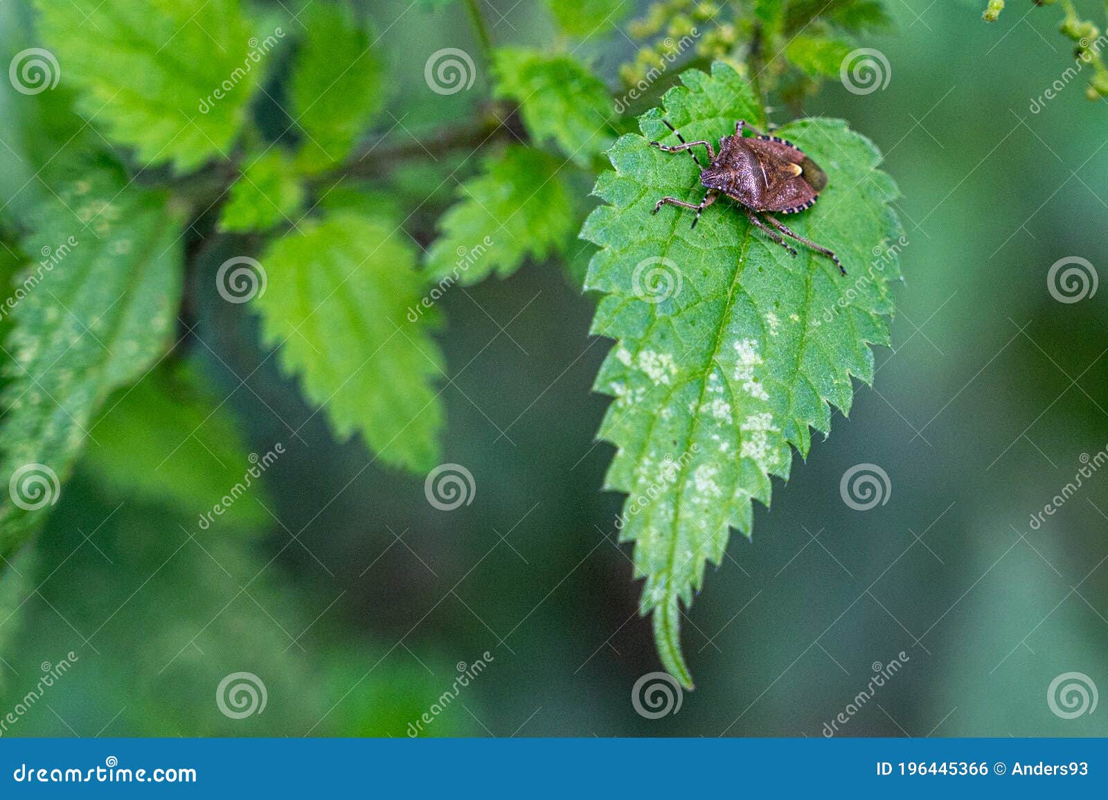Sloe Bug or Hairy Shield Bug, Dolycoris Baccarum, Resting on a Nettle ...