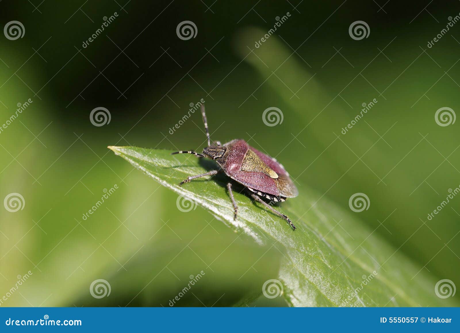 Sloe Bug portrait stock image. Image of purple, pattern - 5550557
