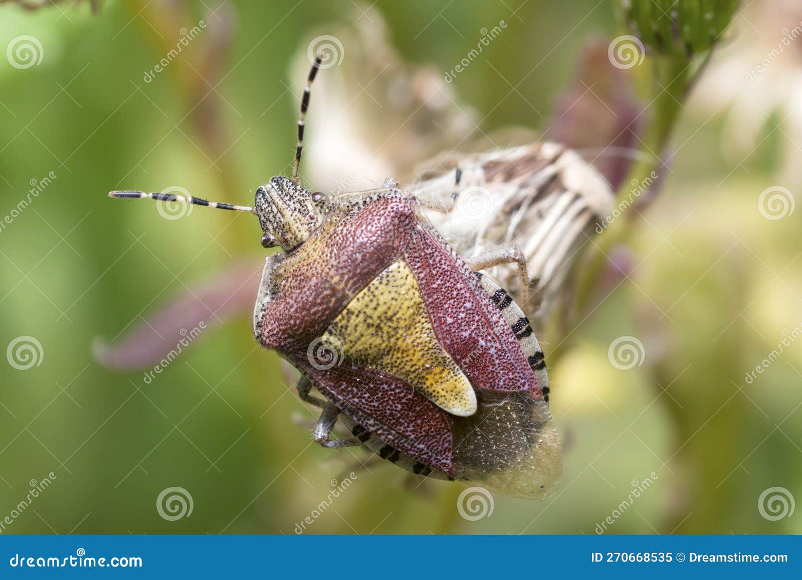 Sloe Bug on a Wildflower, Dolycoris Baccarum Stock Image - Image of ...