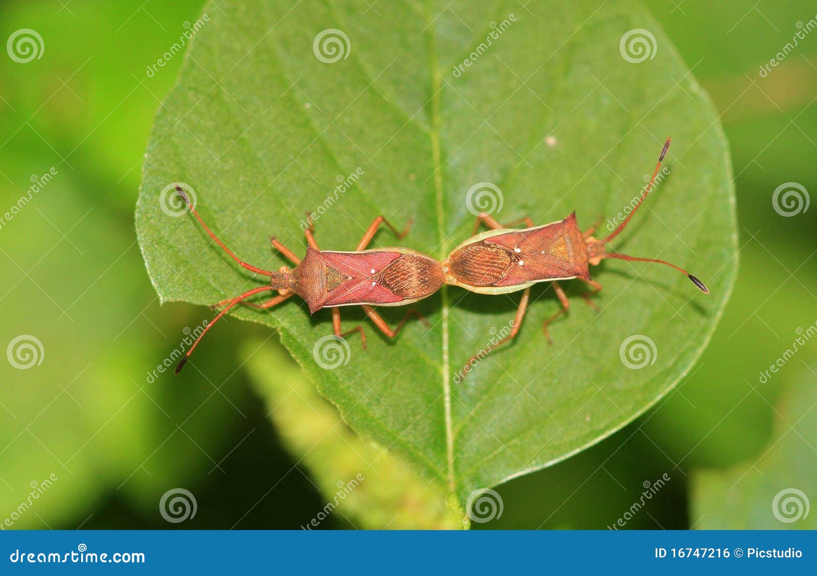 Sloe bugs mating stock photo. Image of macro, green, intercourse - 16747216