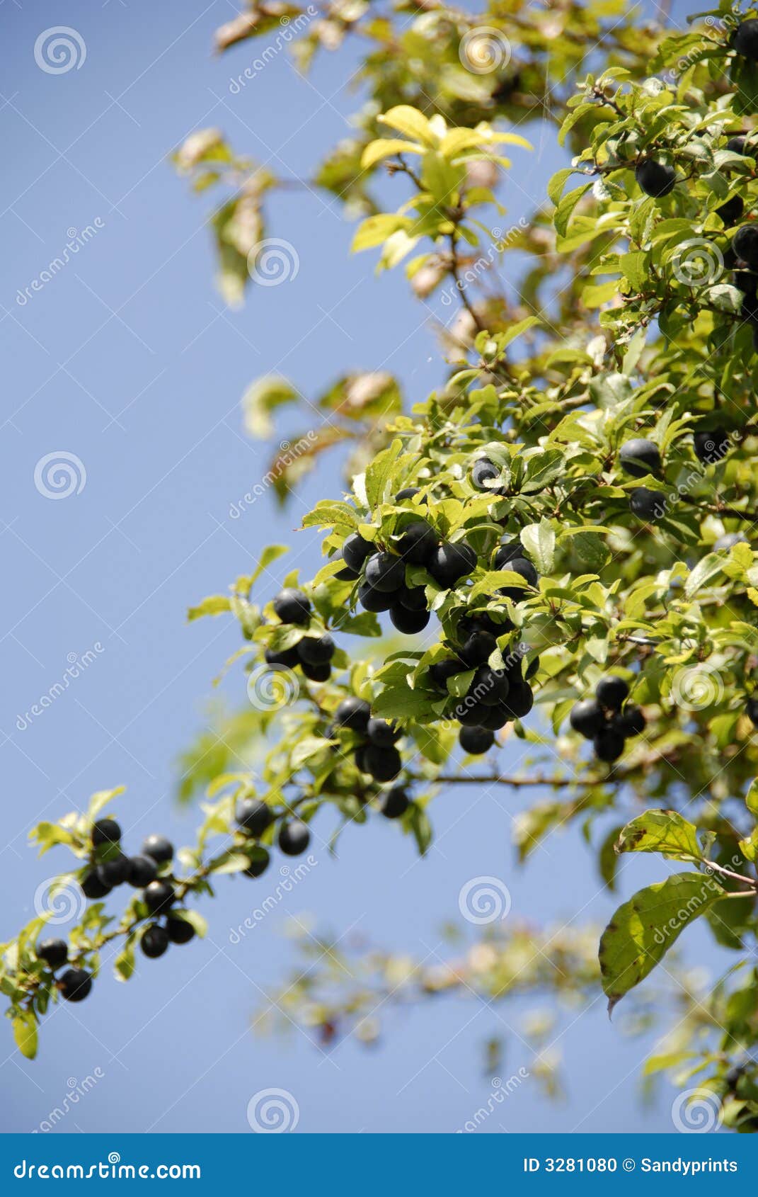 Sloe bush stock photo. Image of berries, fruit, harvest - 3281080