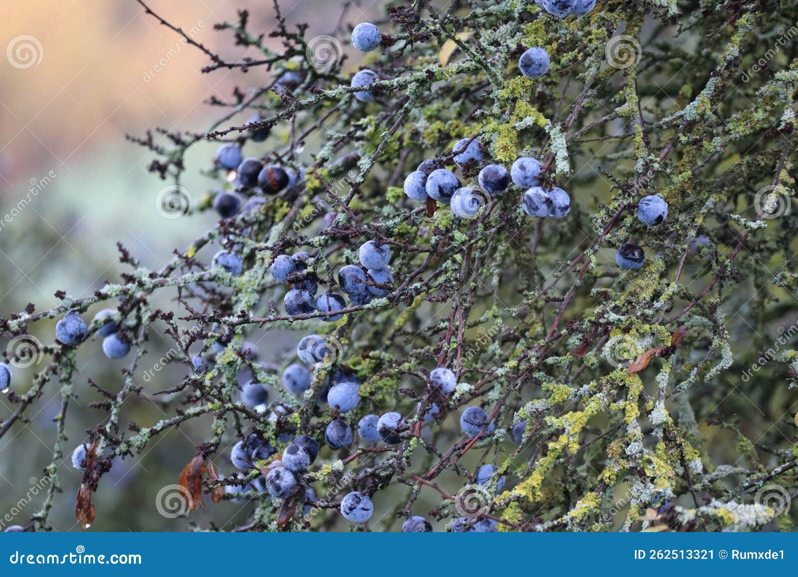 Old Sloe bush stock image. Image of sloe, bush, prunus - 262513321