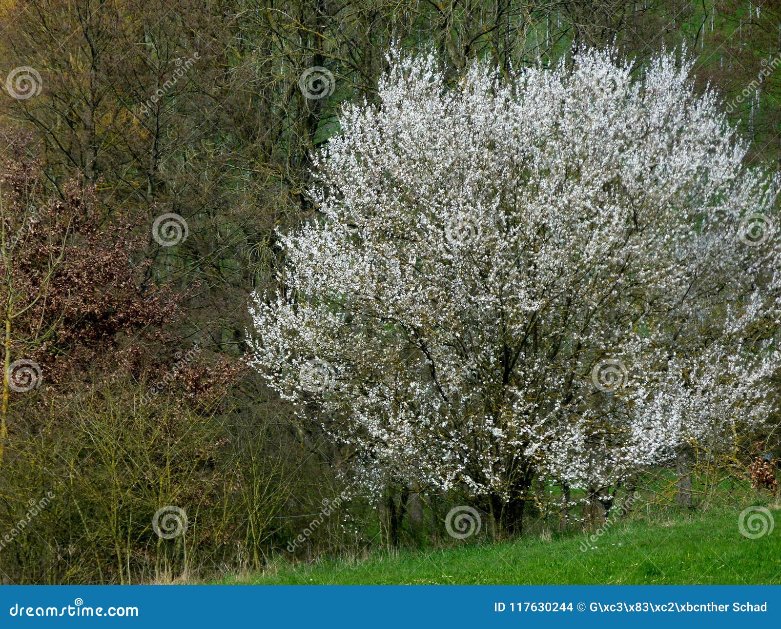 Sloe bush in full bloom stock photo. Image of blossom - 117630244