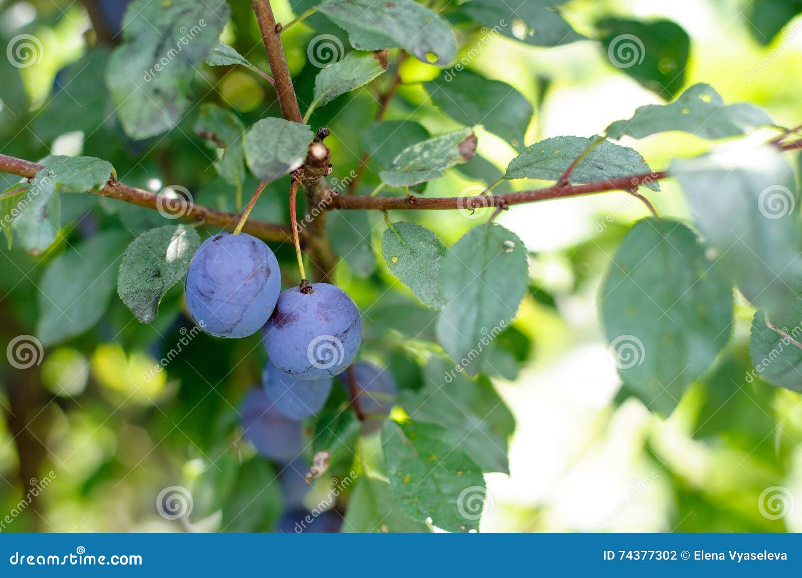 Sloe Fruit at Blackthorn Tree Stock Photo - Image of bokeh, organic ...