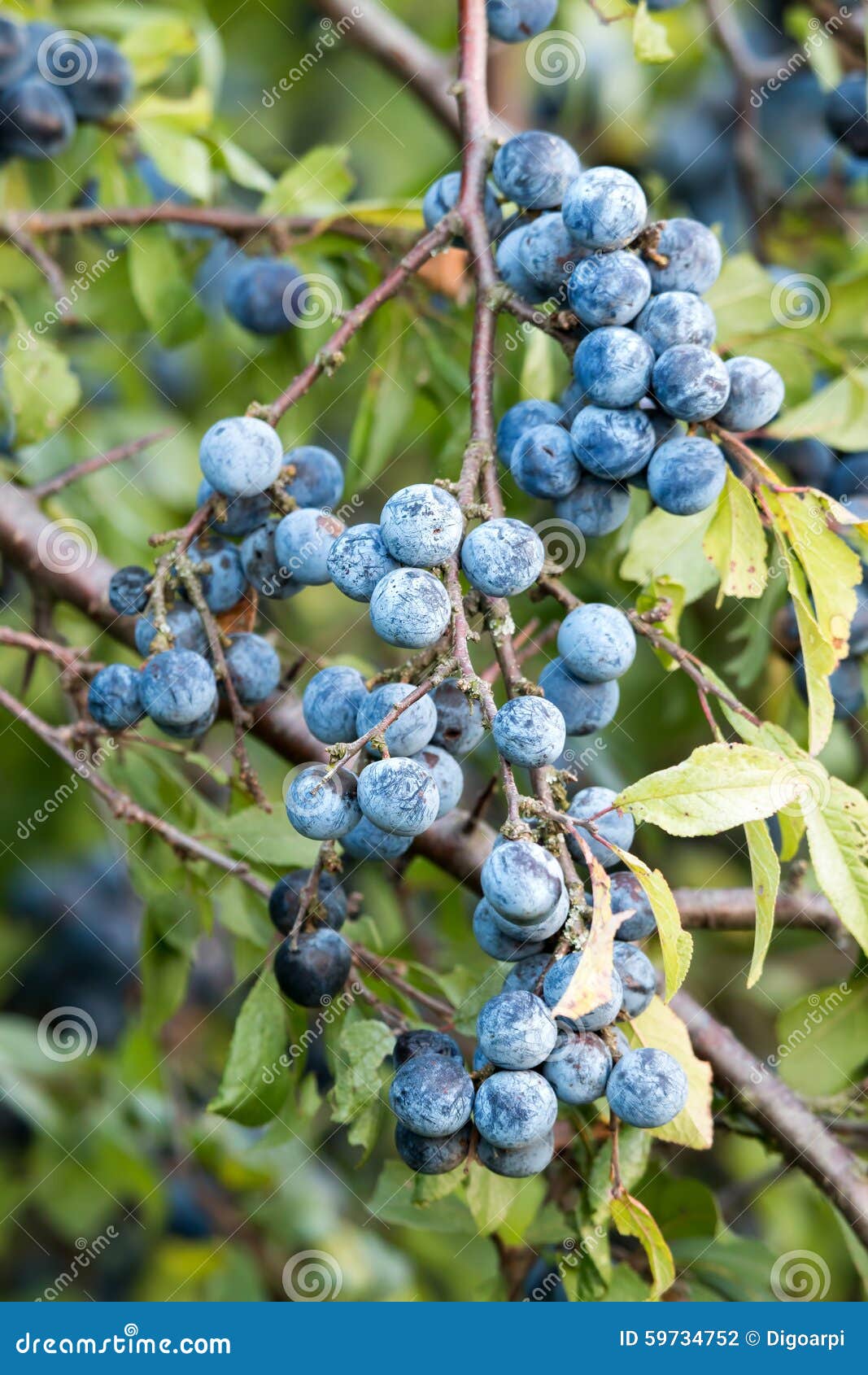 Sloe fruits stock photo. Image of black, purple, fall - 59734752