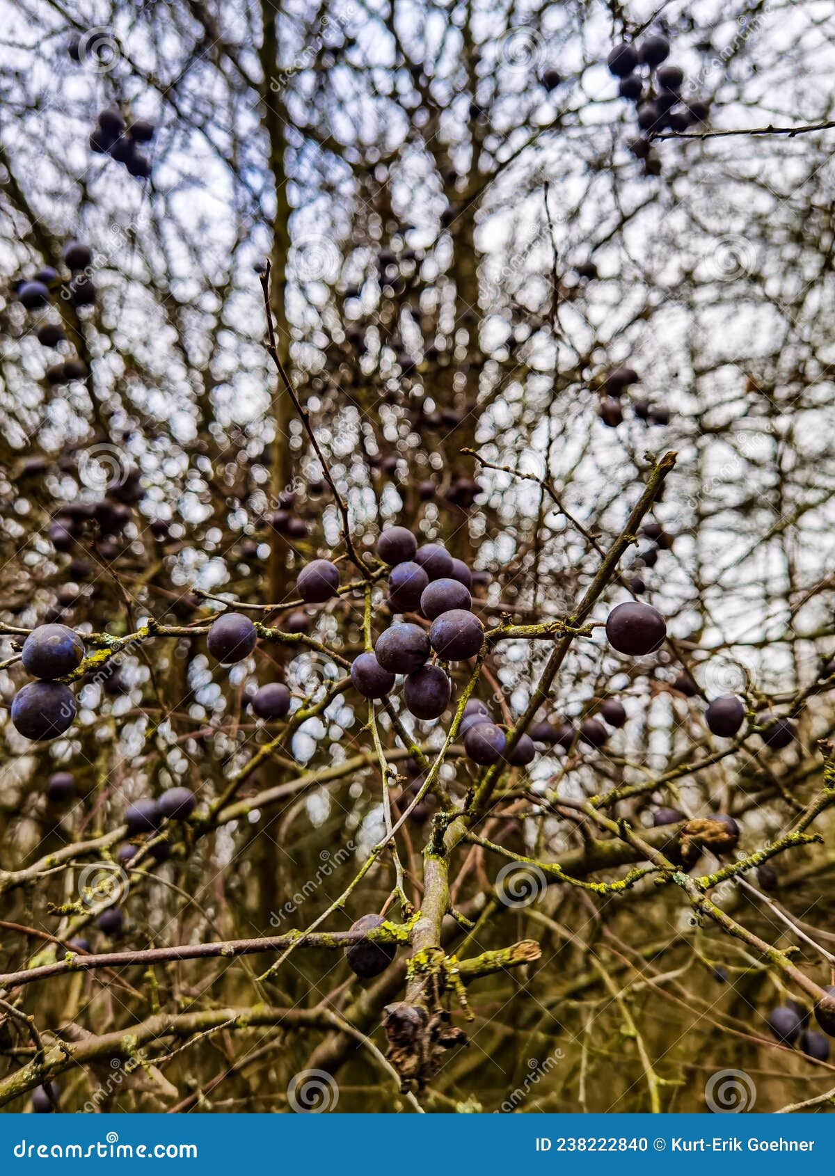 Sloe on the shrub stock photo. Image of leaf, twig, tree - 238222840
