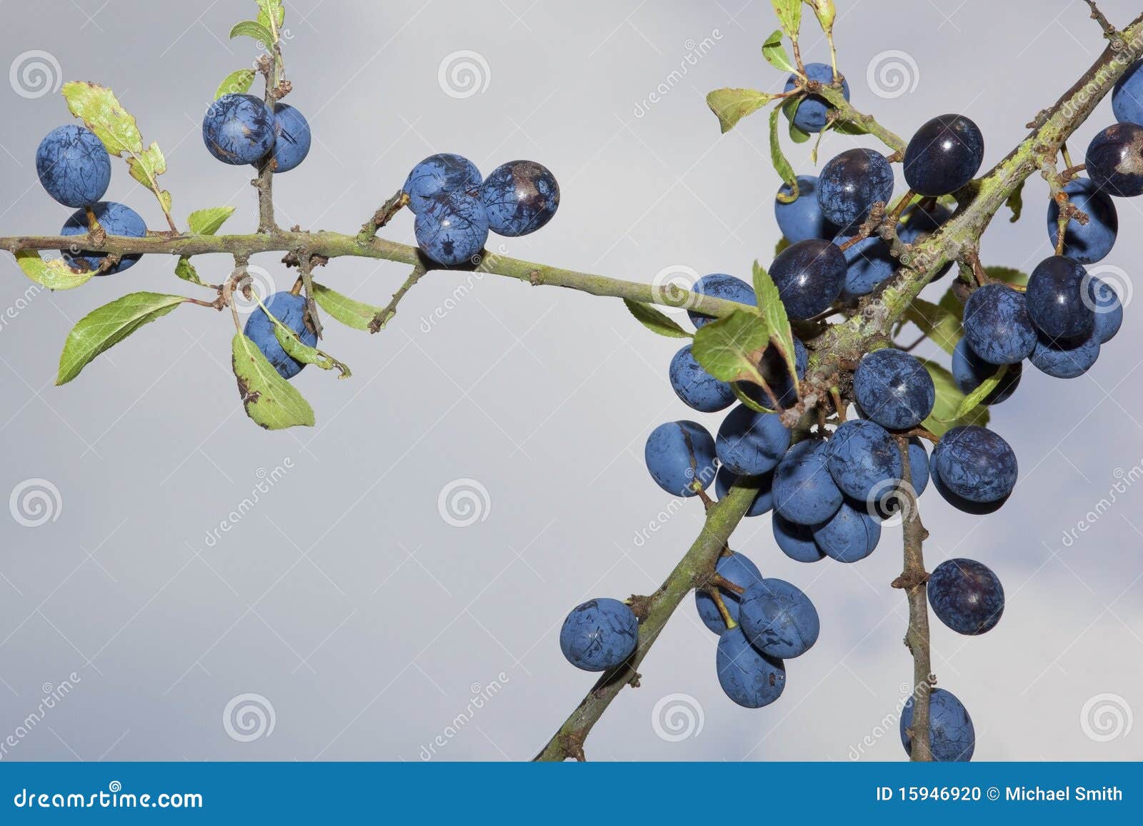 Sloes stock photo. Image of branch, spinosa, twigs, prunus - 15946920