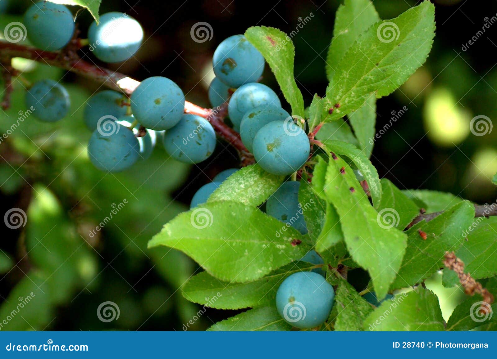 Sloes stock photo. Image of green, bush, booze, schnaps - 28740