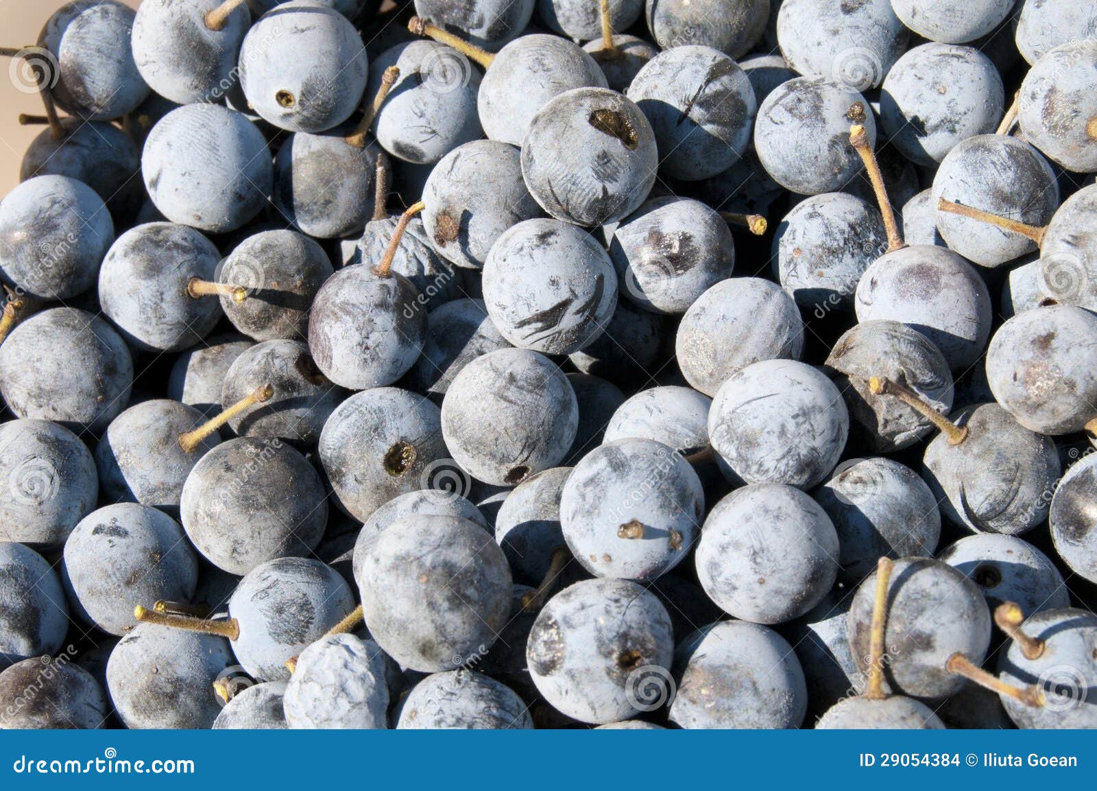 Sloes fresh harvested stock photo. Image of nature, harvest - 29054384