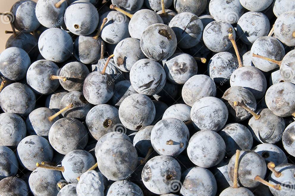 Sloes fresh harvested stock photo. Image of nature, harvest - 29054384