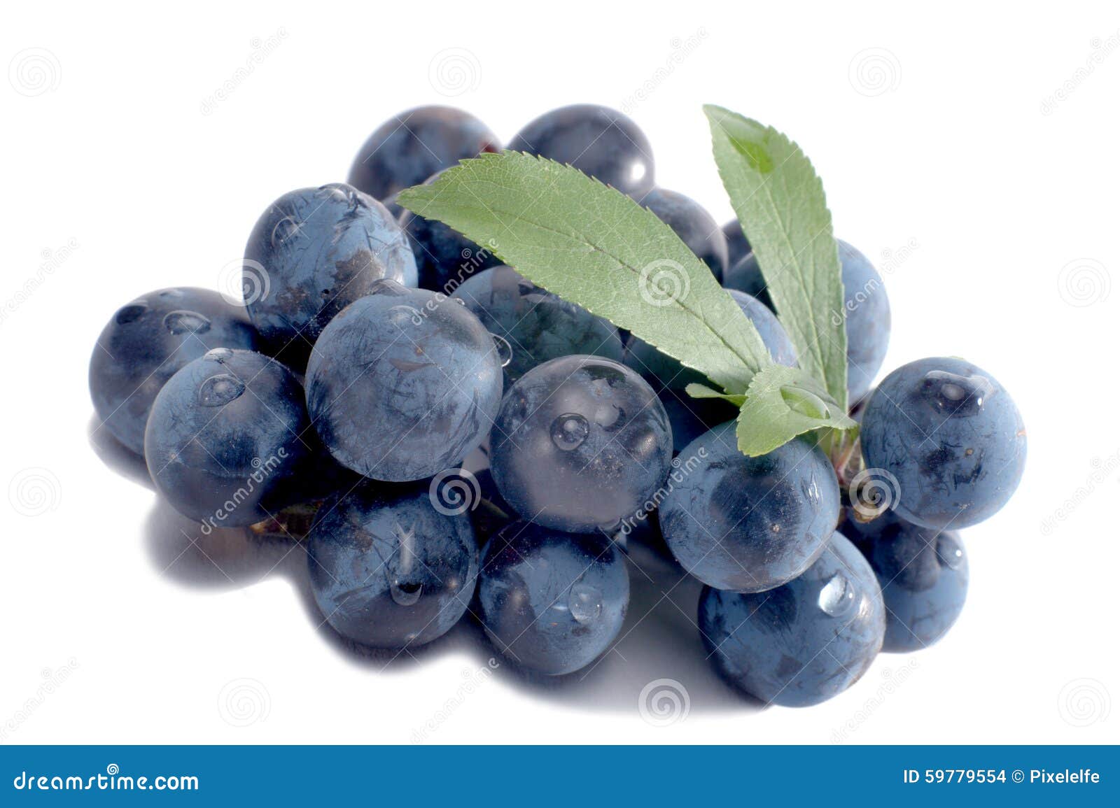 Sloes_ stock photo. Image of sloe, shot, medicinal, plant - 59779554