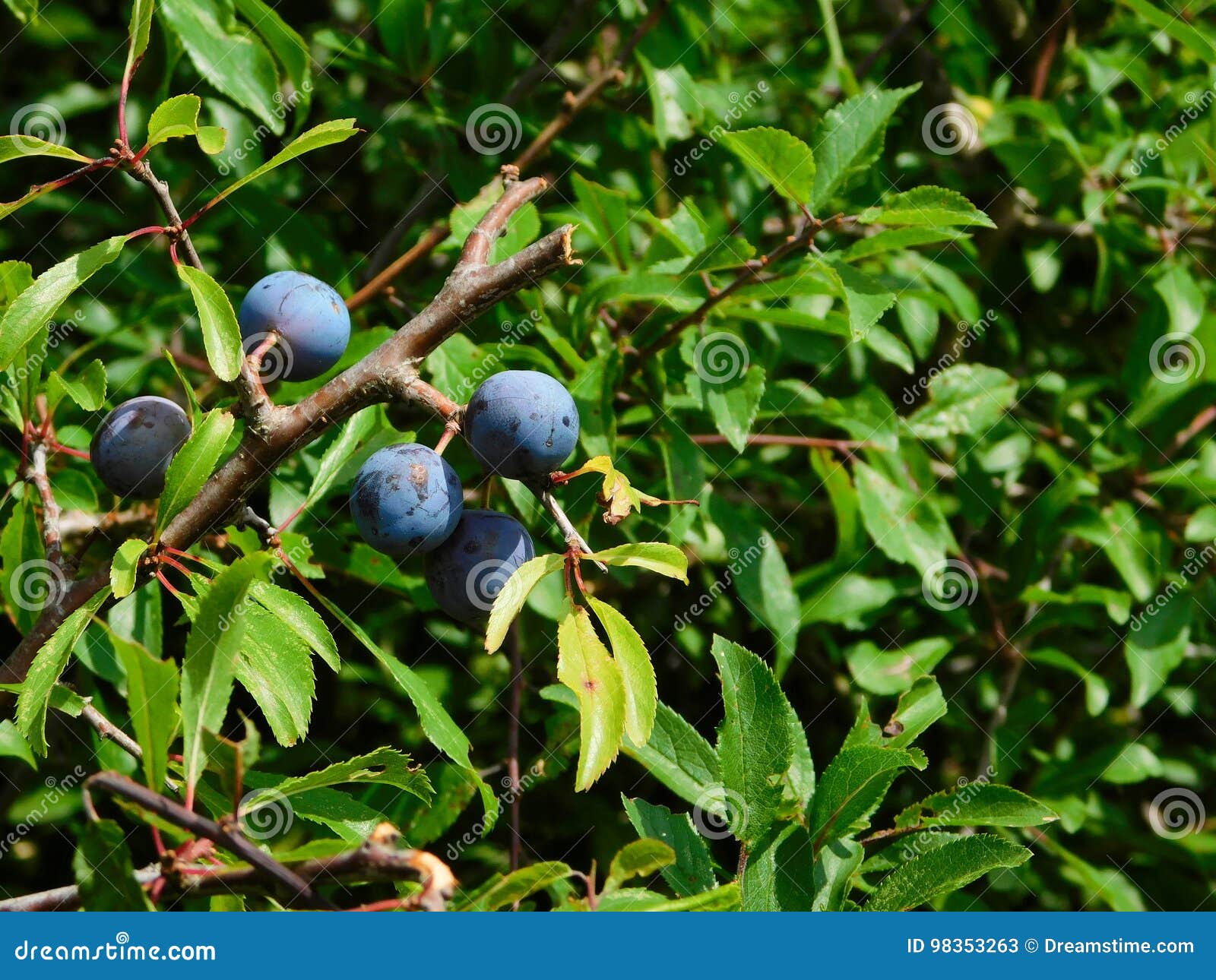 Sloes stock image. Image of round, prunus, fruit, sloe - 98353263