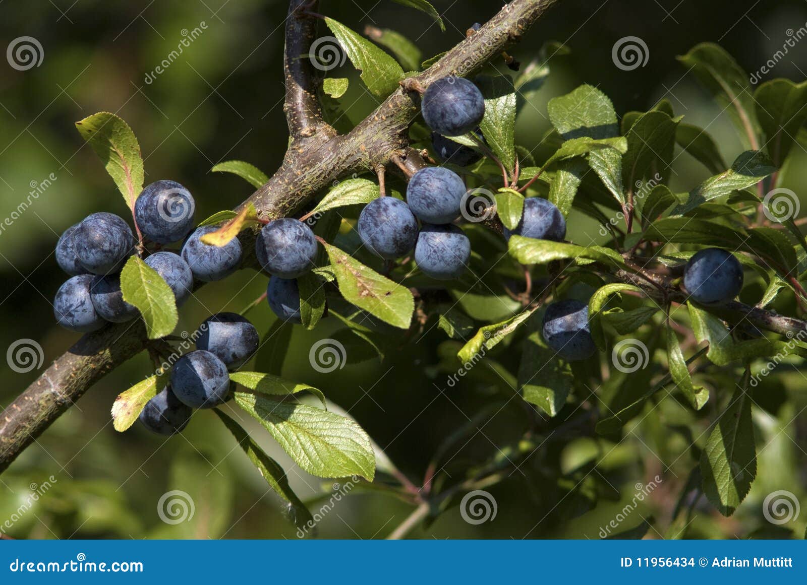 Sloes (prunus spinosa) stock photo. Image of agriculture - 11956434