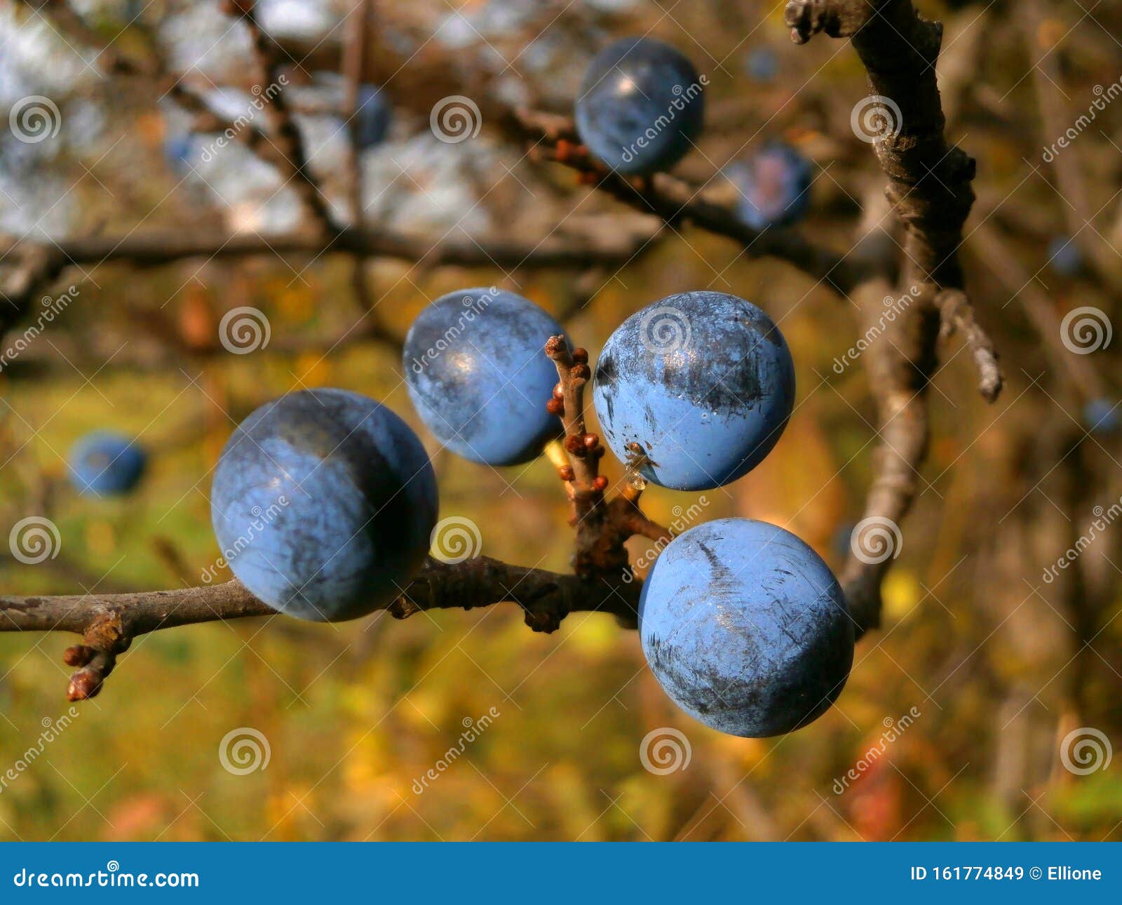 Sloes prunus spinosa stock image. Image of details, grass - 161774849