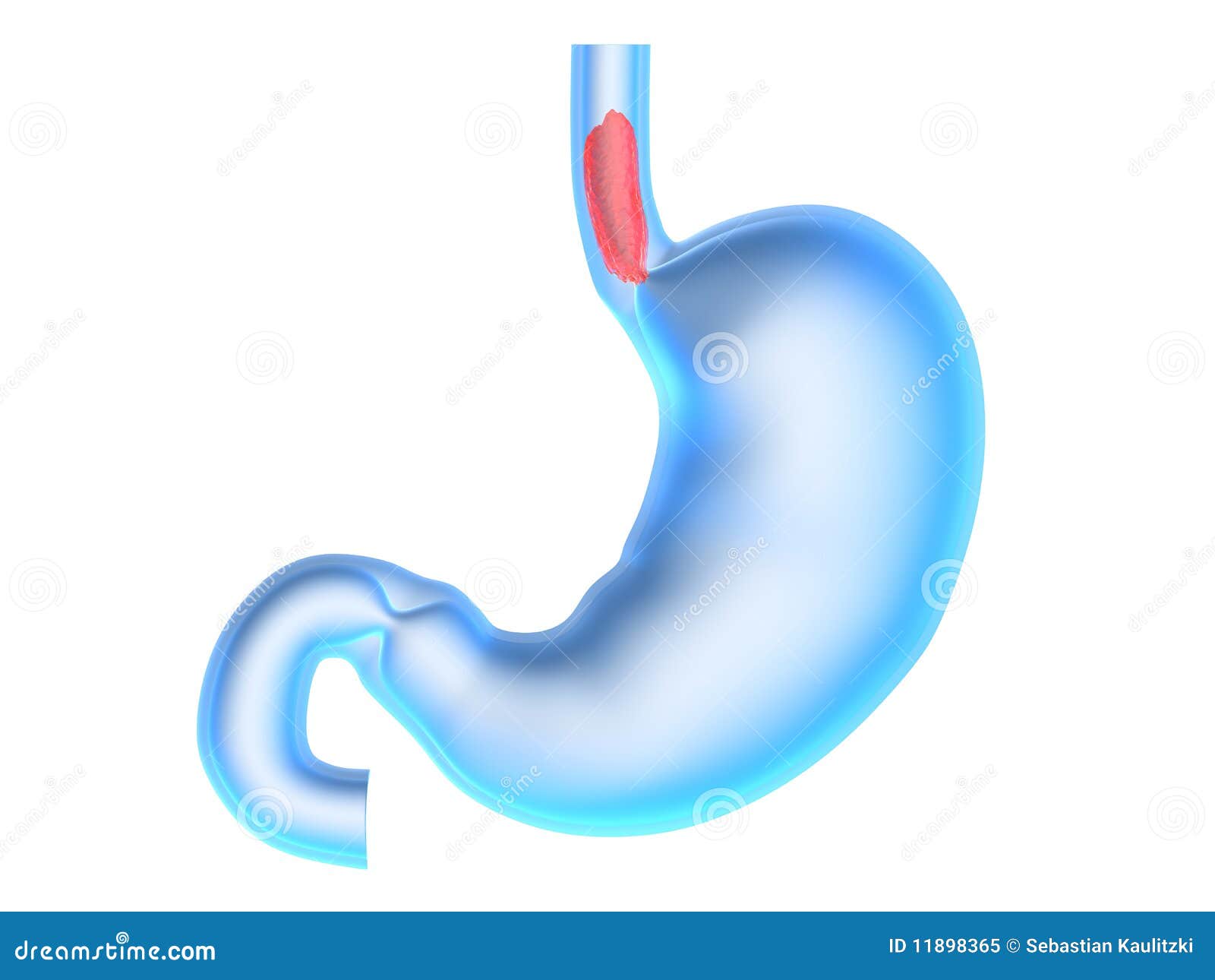 Slokdarm stock illustratie. Illustration of menselijk - 11898365