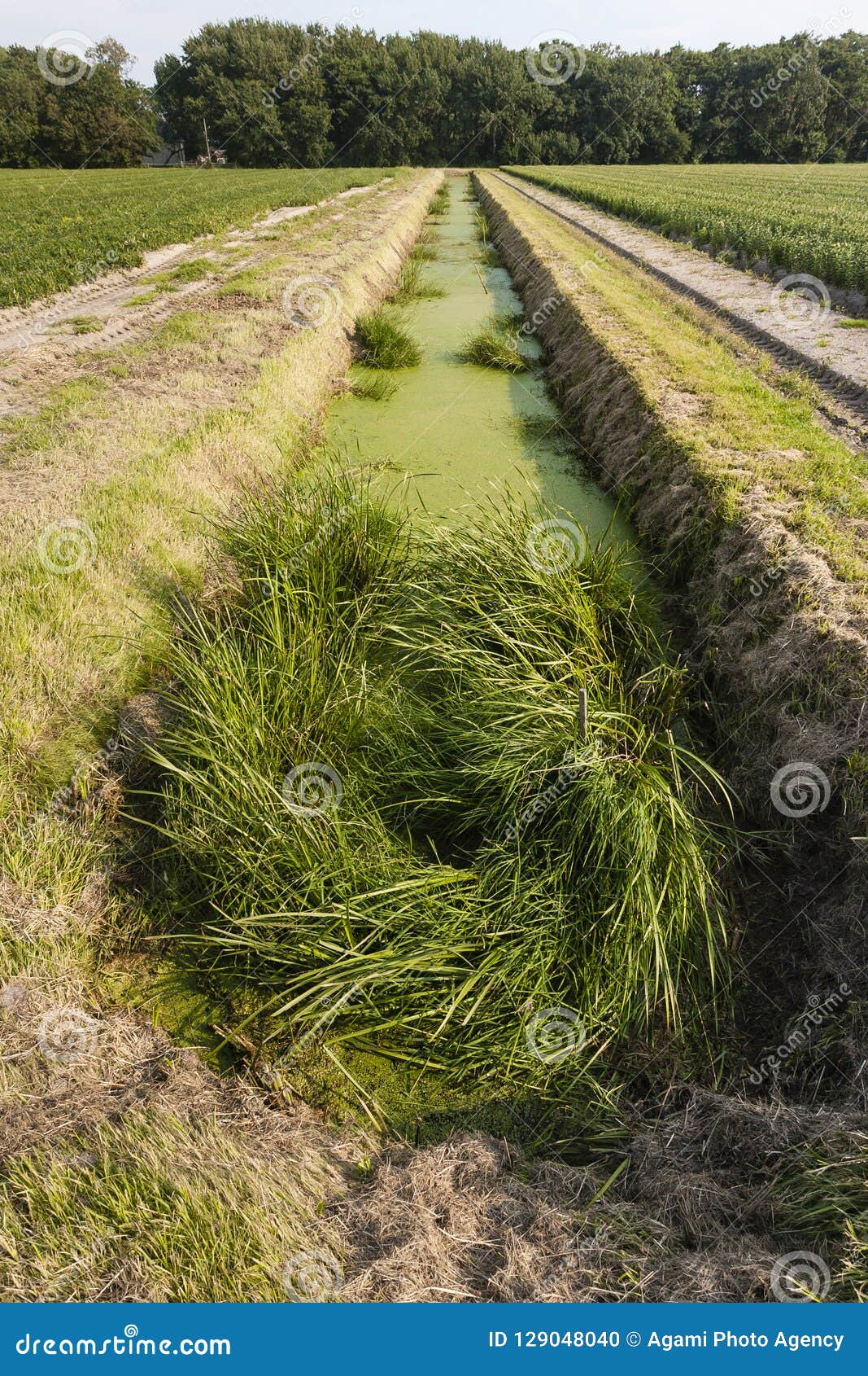 Sloot Met Kroos, Duckweed in Ditch Stock Photo - Image of grasland ...