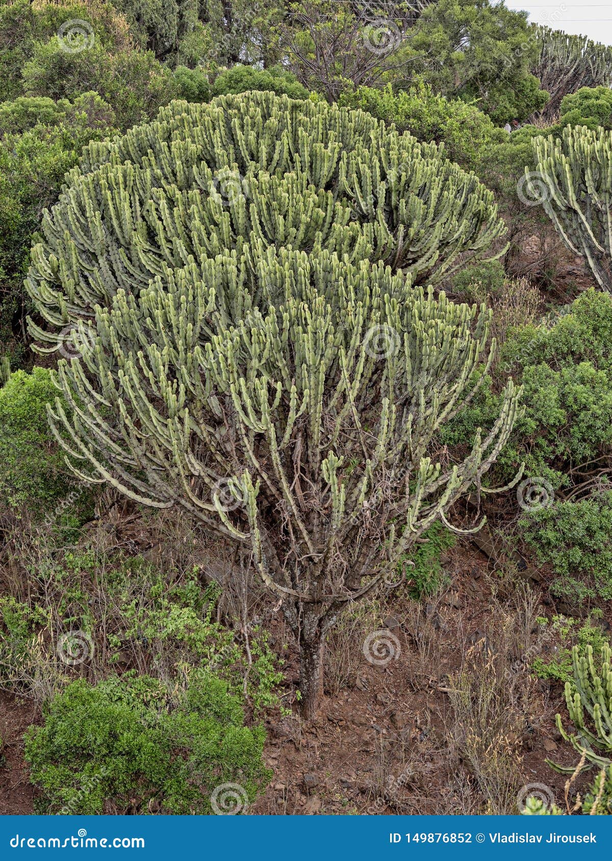 Slope Covered with Large Euphorbia, Ethiopia Stock Photo - Image of ...
