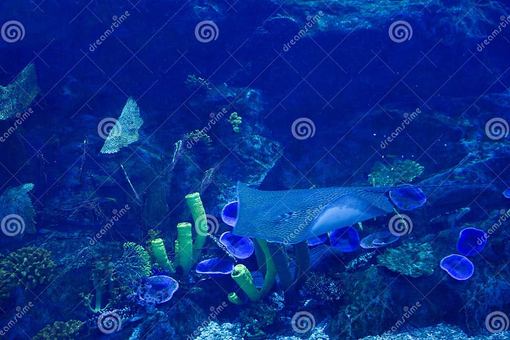 Slope Fish and Corals Under Water Stock Image - Image of ocean, marine ...