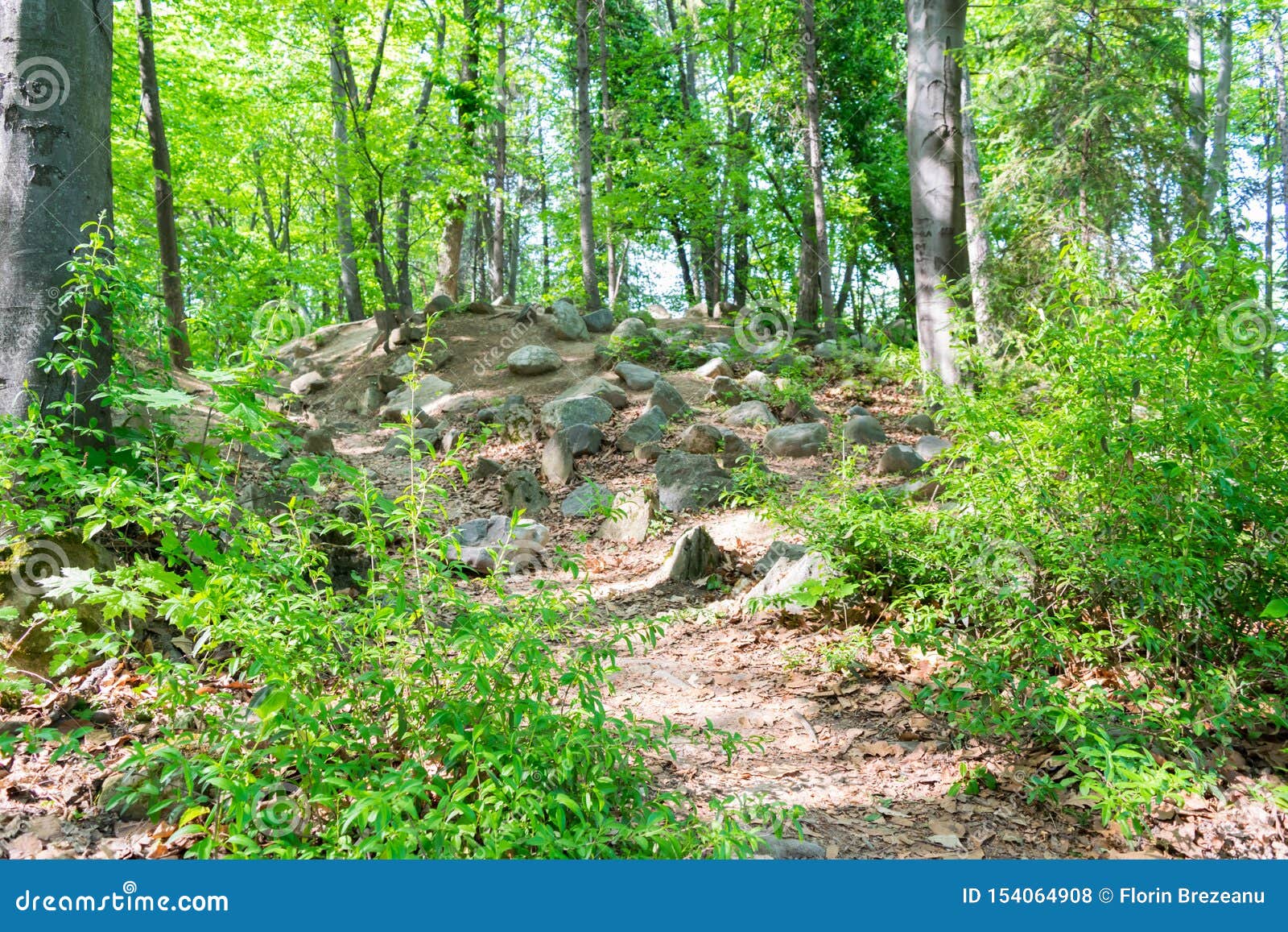 Slope Forest Floor Covered with Big Rocks - Spring Time Stock Photo ...