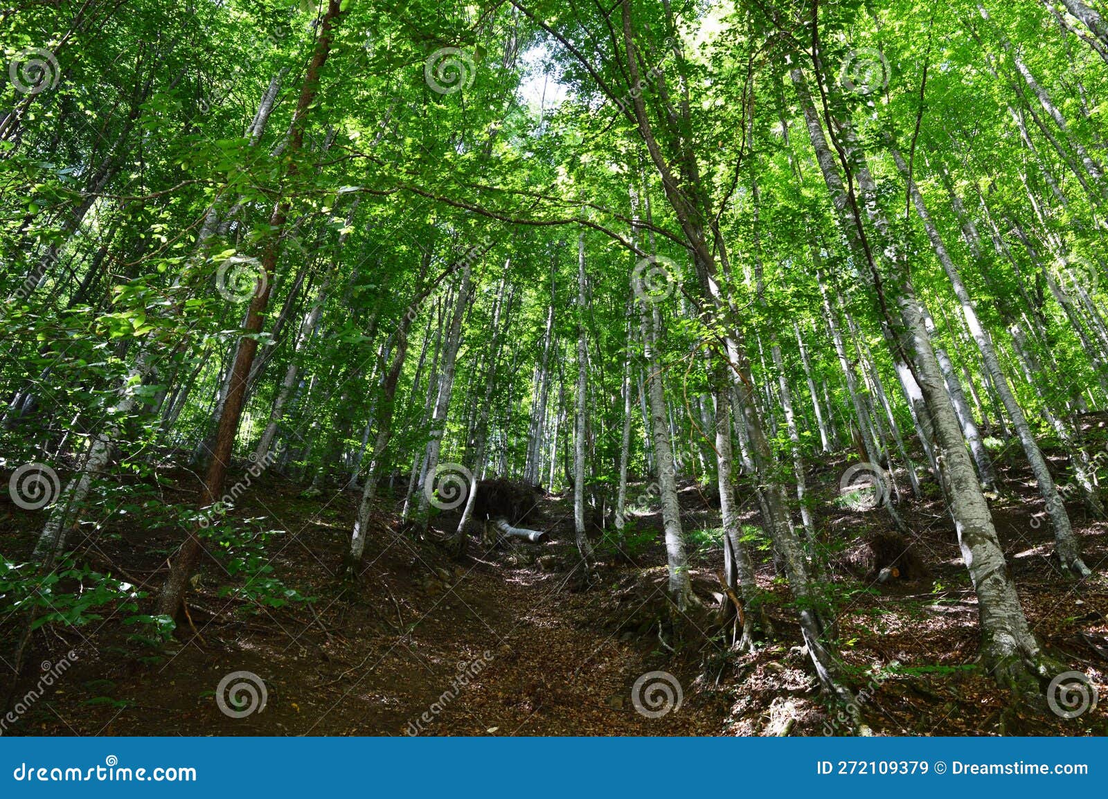 Slope in a Forest with Trees Stock Image - Image of grove, vegetation ...
