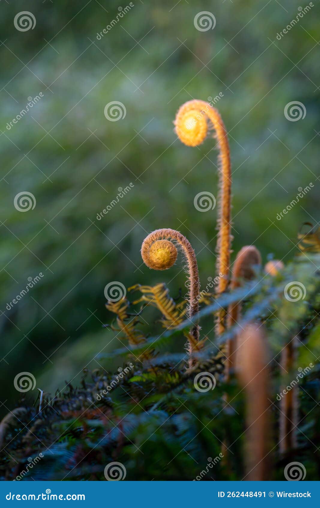 Slope with growing ferns stock image. Image of bloom - 262448491
