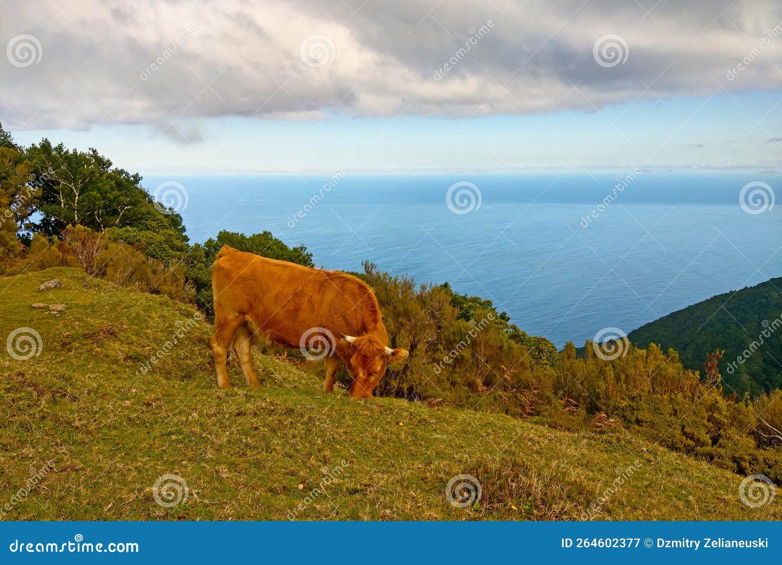On the Slope of the Island, a Cow Walks in a Green Meadow and Eats ...