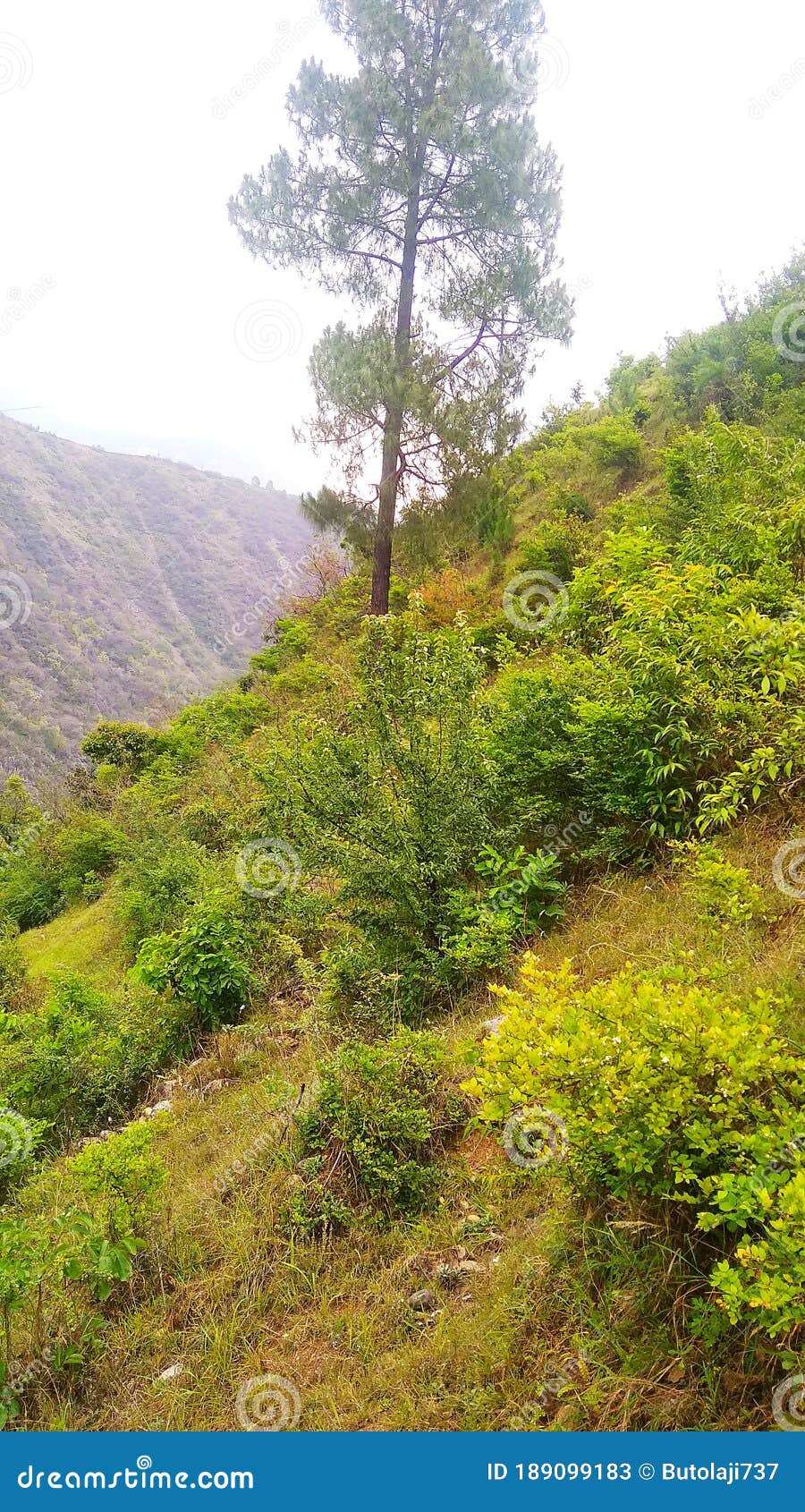 Slope of a Mountain in Forest Stock Image - Image of forest, text ...