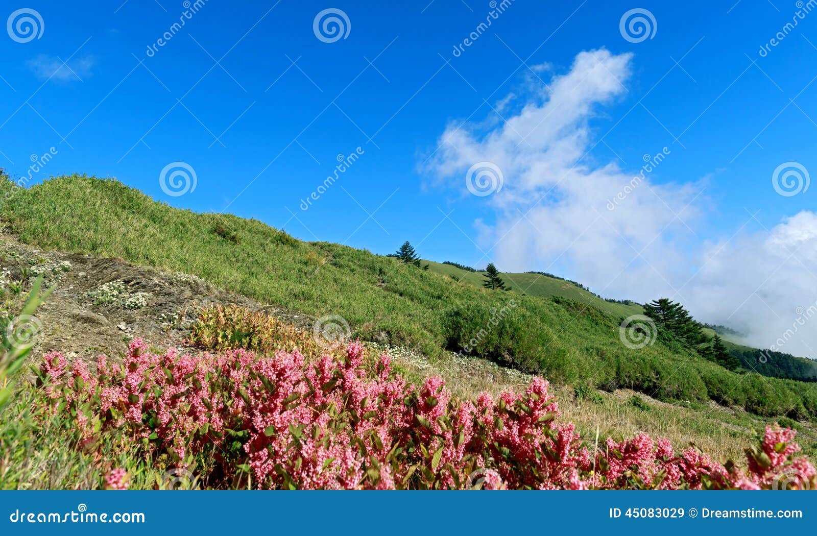Slope in nature stock image. Image of flowers, view, outdoor - 45083029