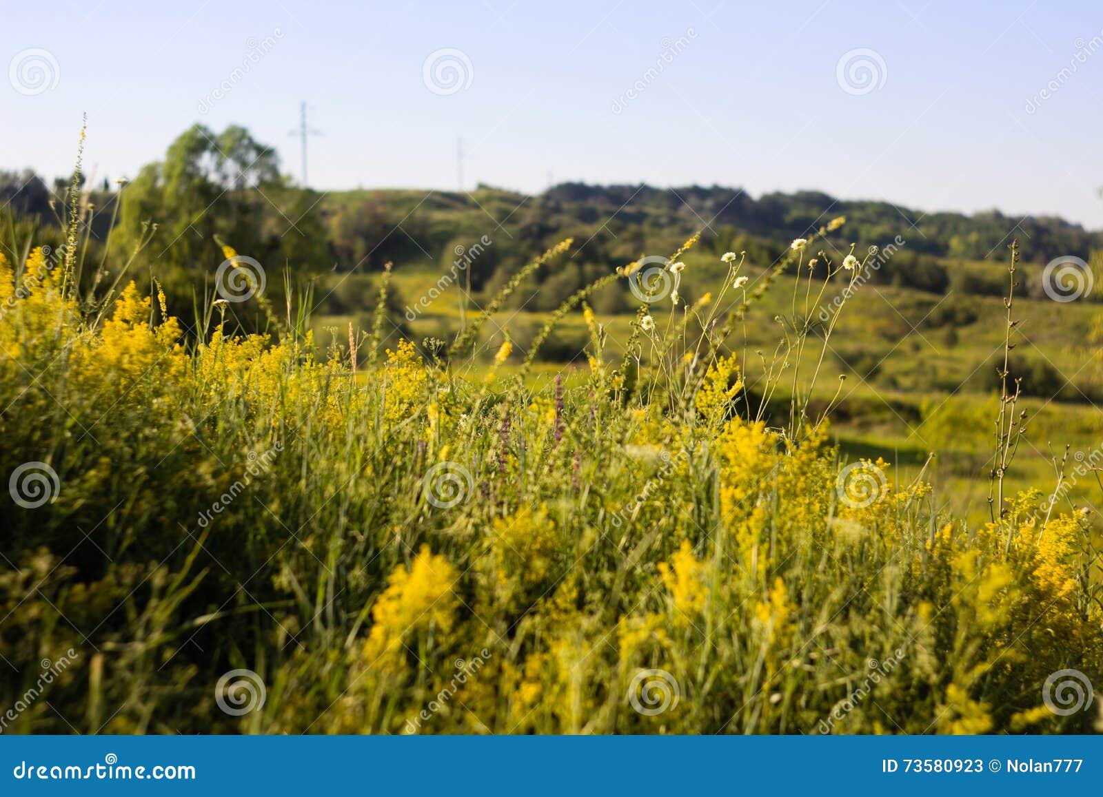 Slope of the ravine stock image. Image of trees, scenics - 73580923