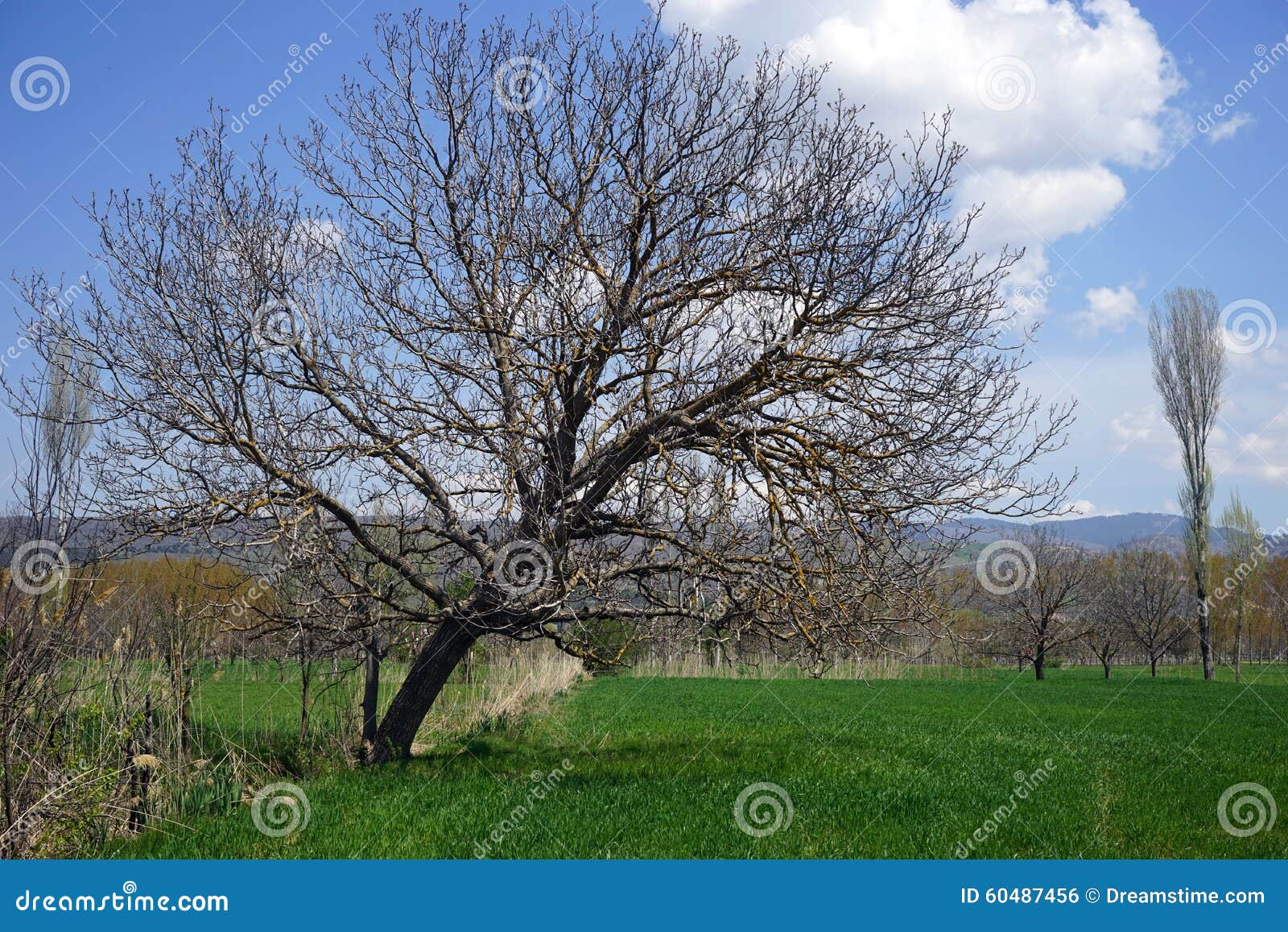 The slope of a tree stock photo. Image of green, sunlight - 60487456