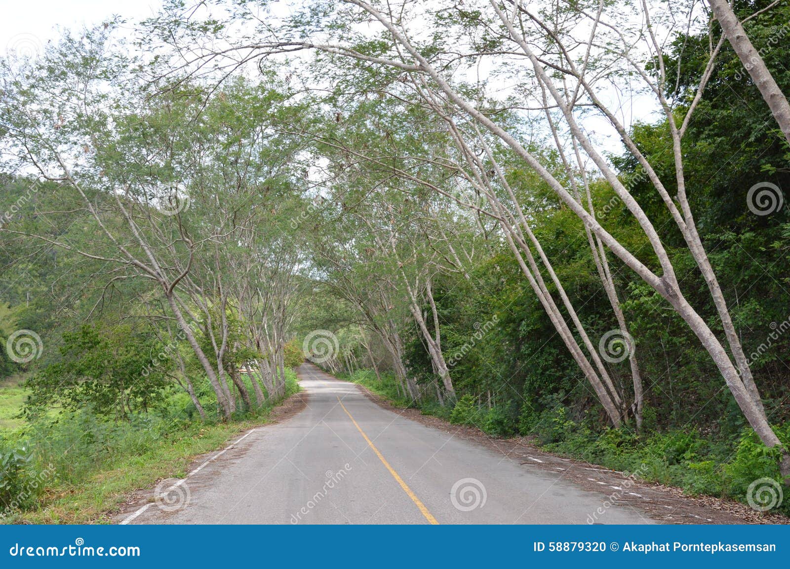 Slope tree on local road stock photo. Image of local - 58879320