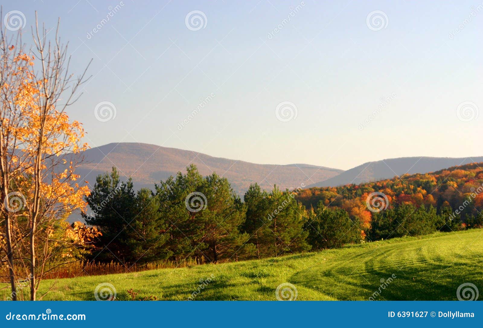 Sloped mountain field stock image. Image of grass, pine - 6391627