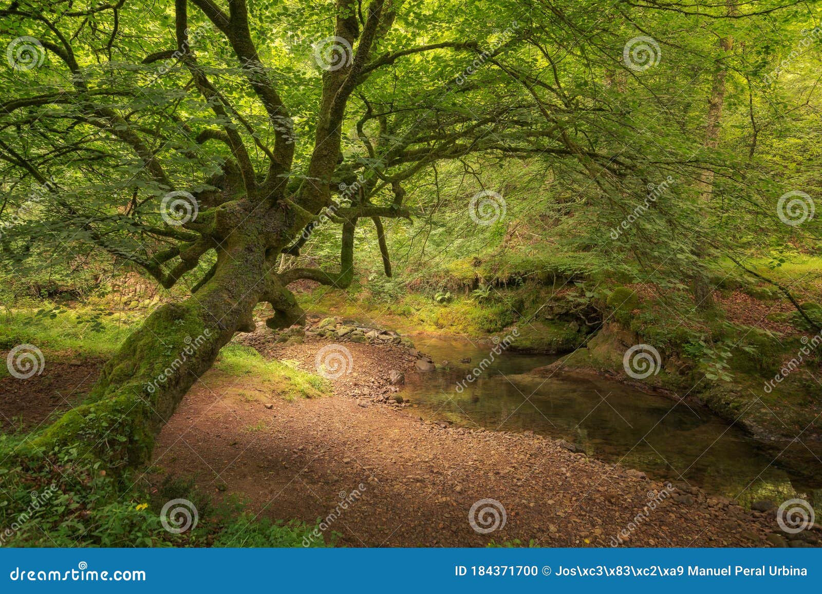 Sloping Beech Next To the Bayones River Stock Photo - Image of nature ...