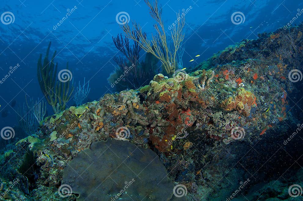 Sloping Coral Ledge stock photo. Image of tropical, reef - 15516178