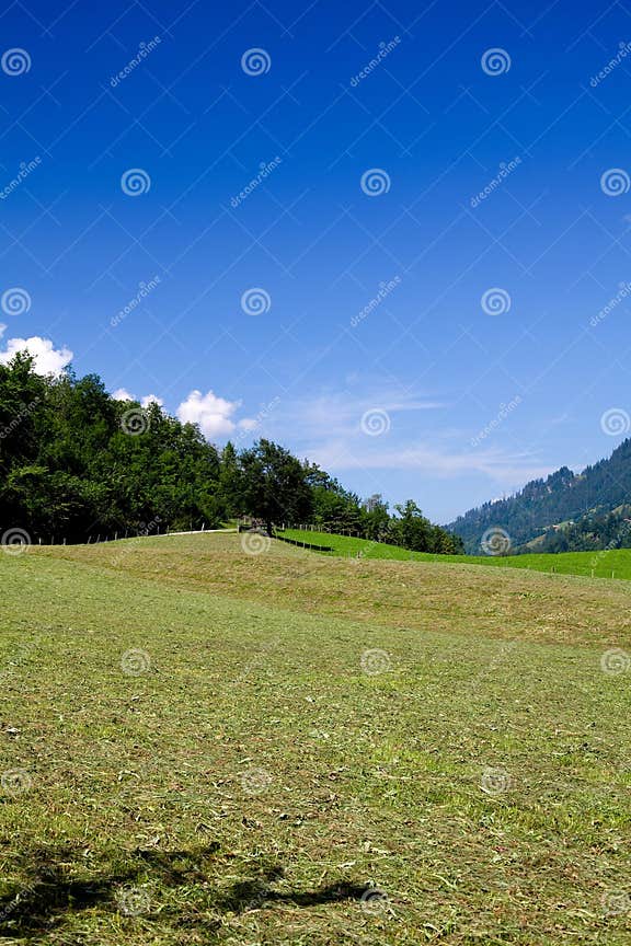Sloping field stock photo. Image of switzerland, beautiful - 15769432