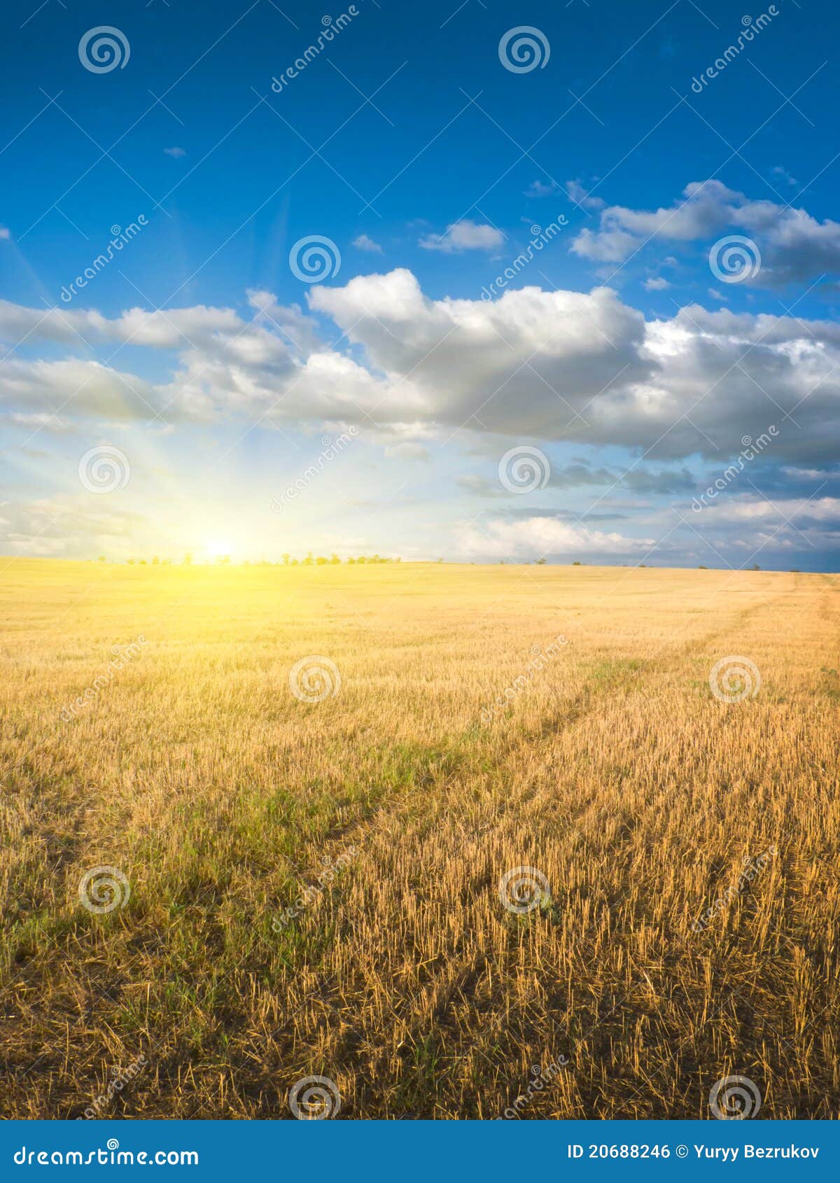 Sloping field stock photo. Image of corn, horizon, growth - 20688246