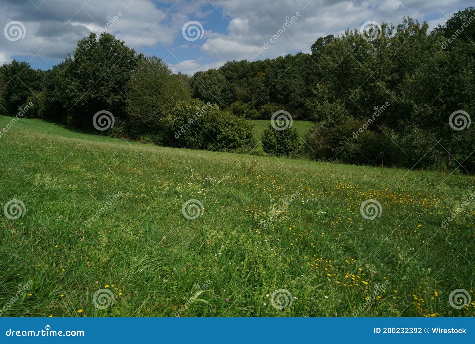 Sloping Field with Green Grass and Trees Stock Photo - Image of pasture ...