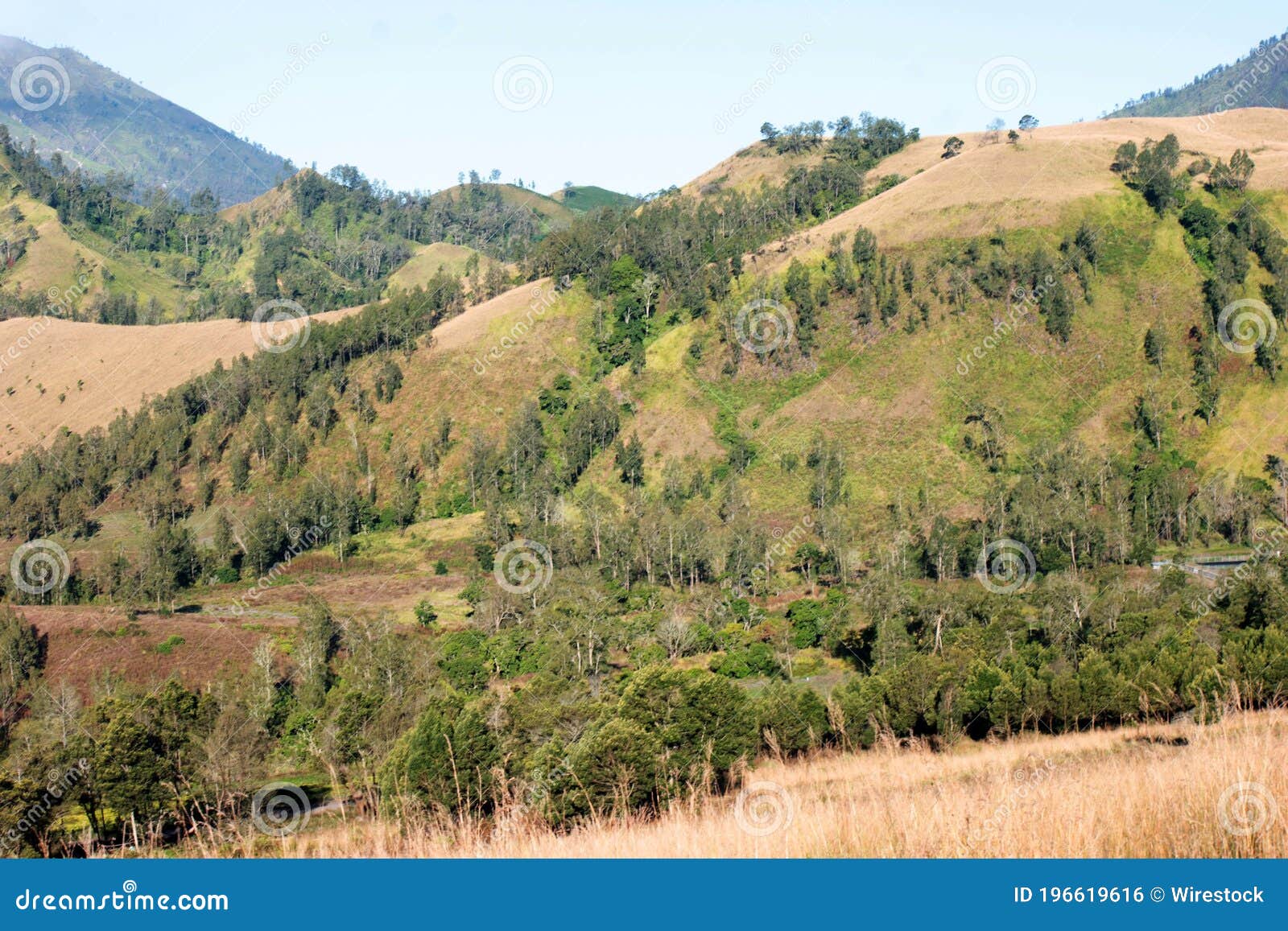 Sloping Mountain Landscape with Grasses and Trees on a Sunny Day Stock ...