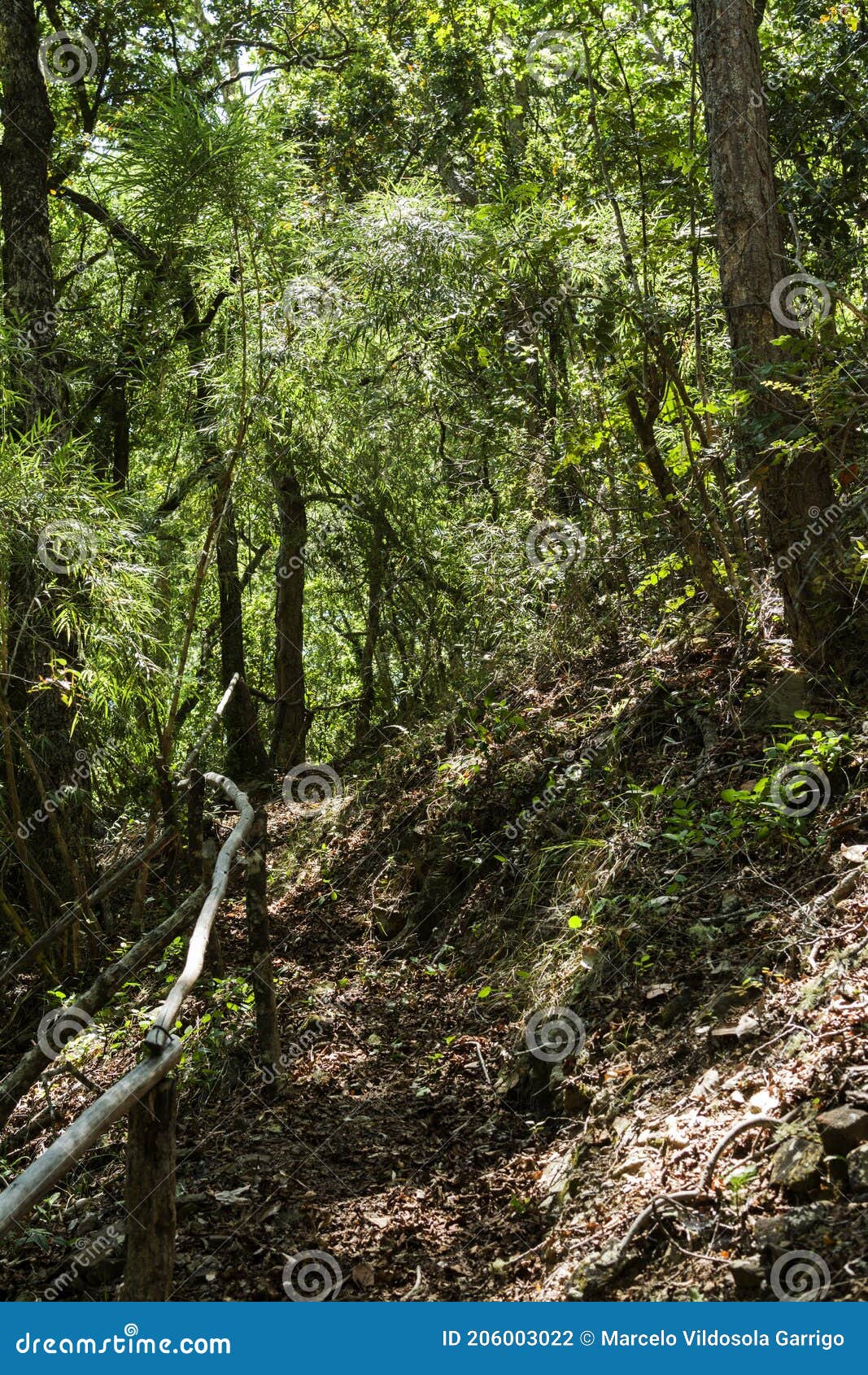 A Steep Path Goes into the Forest. Stock Photo - Image of chile, beauty ...