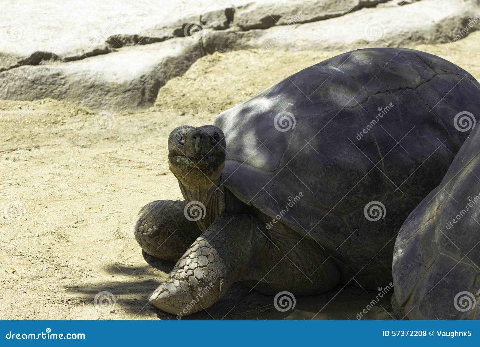 Sloppy Face stock photo. Image of sloppy, sand, shade - 57372208