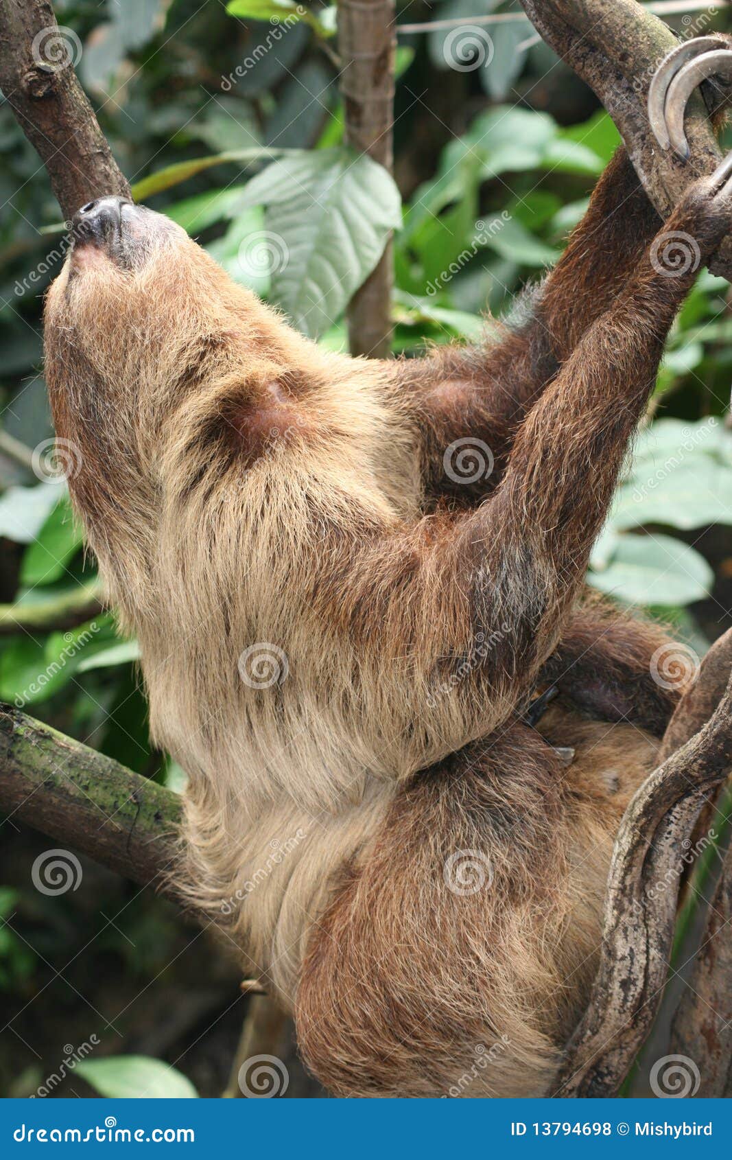 Sloth Monkey Stock Photography | CartoonDealer.com #35136194