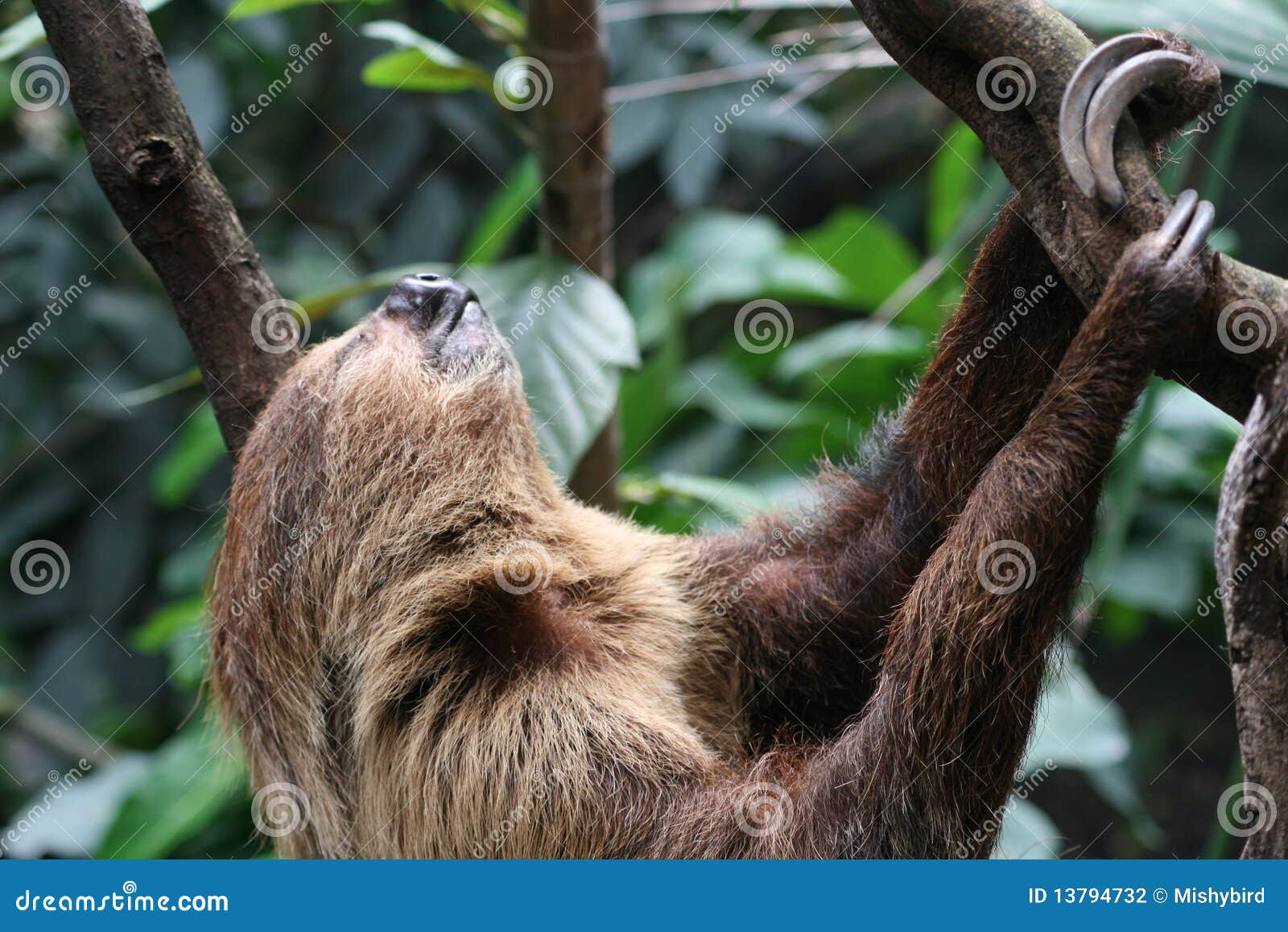 Sloth Monkey Stock Photography | CartoonDealer.com #35136194