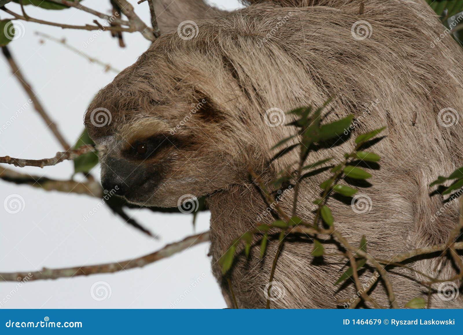 Sloth stock image. Image of three, grande, tropics, america - 1464679